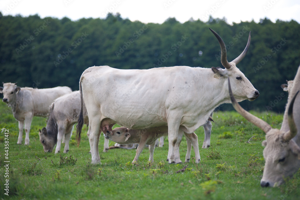Hungarian Grey. Domesticated cattle breed. Ancient breed of domestic ...