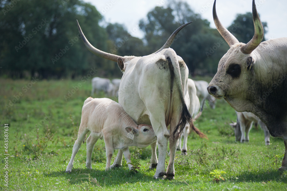 Hungarian Grey. Domesticated cattle breed. Ancient breed of domestic ...