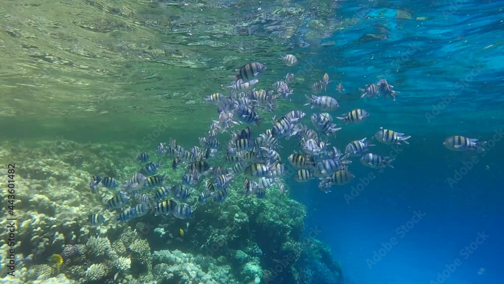 Vidéo Stock School of tropical fish feed under surface water rich in ...