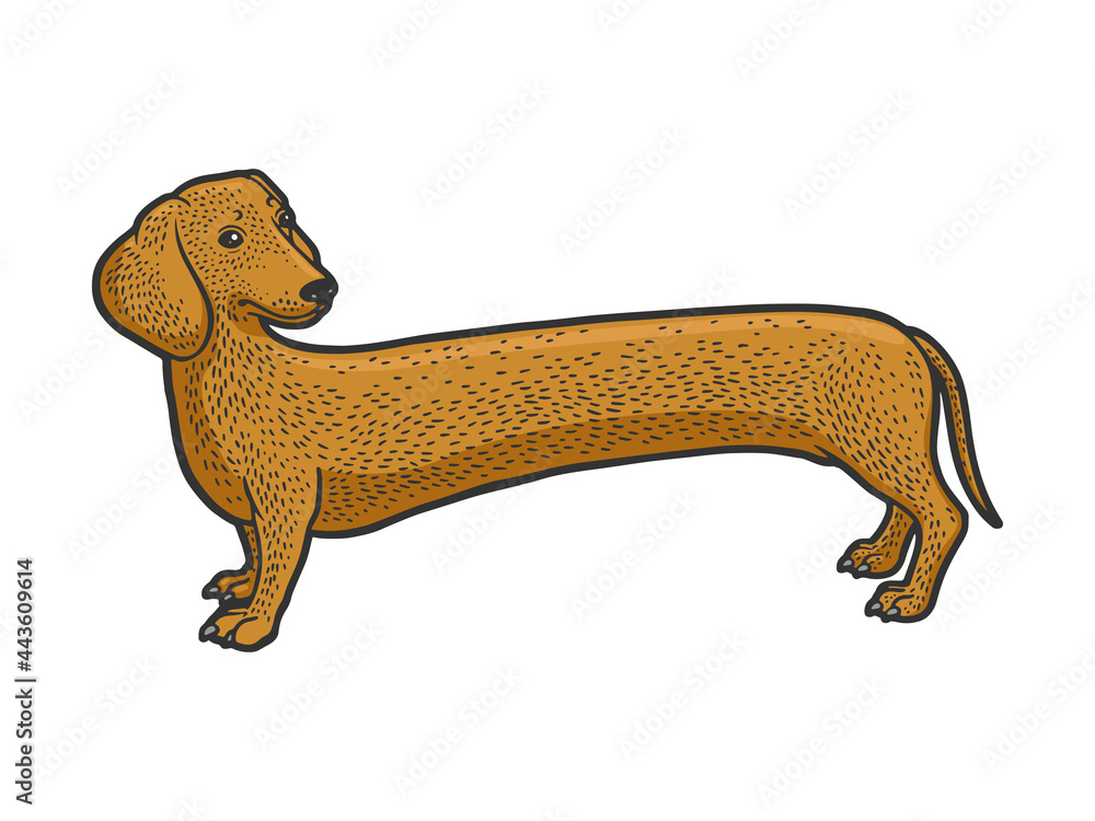 very long dachshund dog color line art sketch engraving vector ...