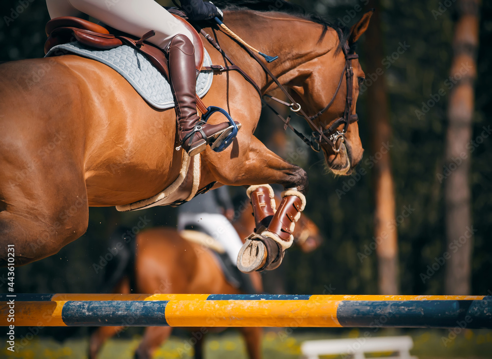Horse Jumping High Without Rider