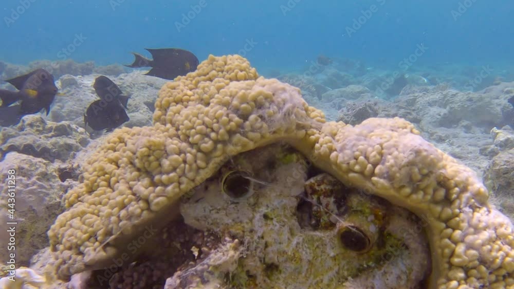 Coral reefs covered in spider webs from Caribbean worm snails ...