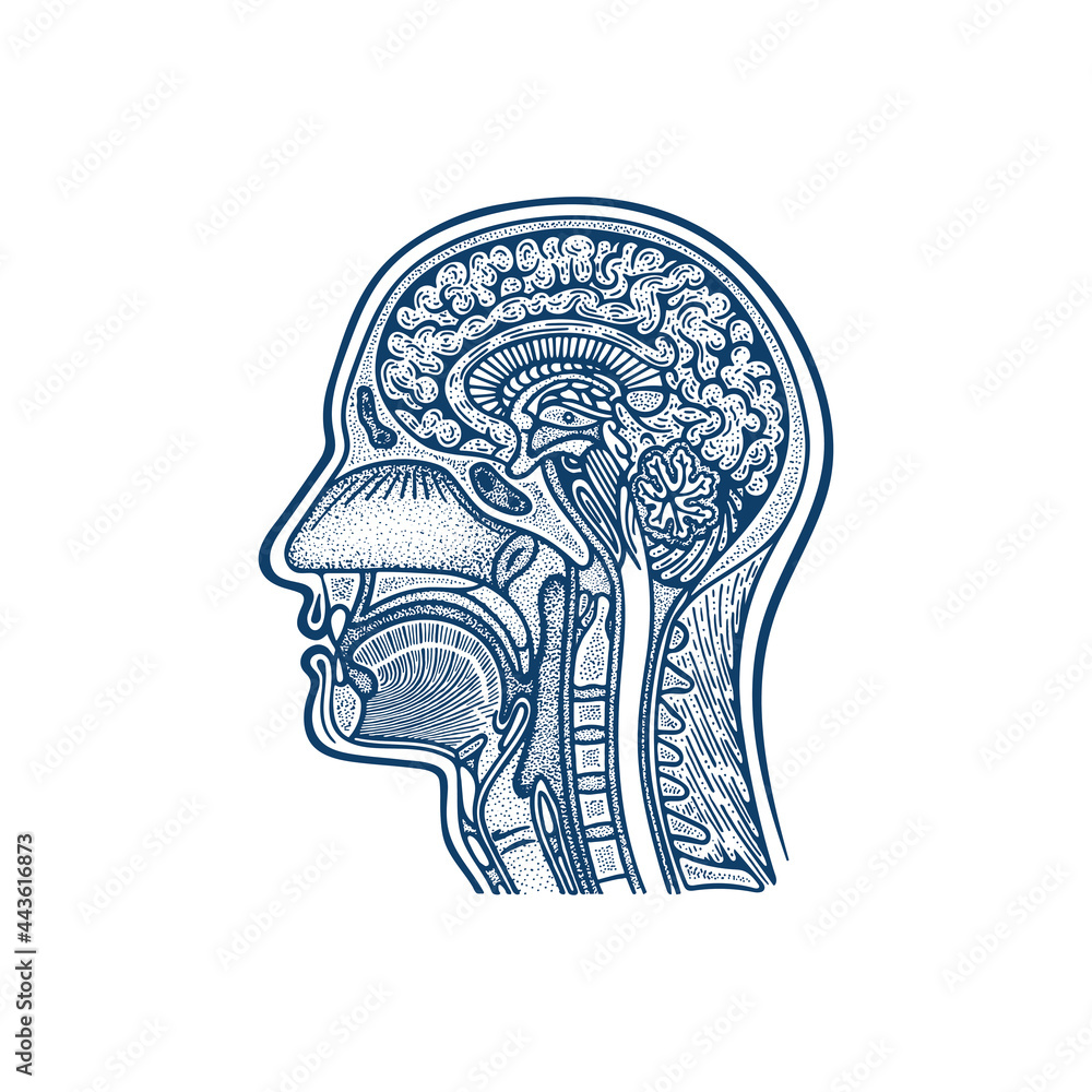 Human Head Brain Vector