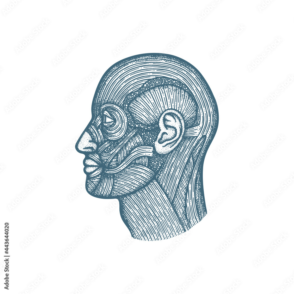 Head muscular system anatomy hand drawn vector illustration. Human face ...