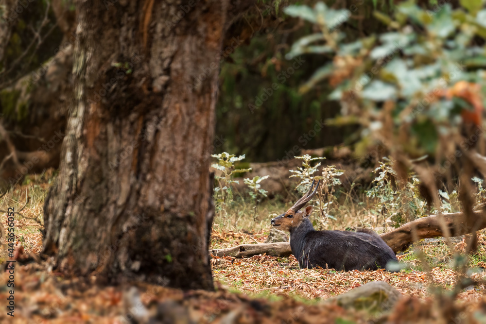 Menelik's Bushbuck - Tragelaphus scriptus meneliki, beautiful shy ...