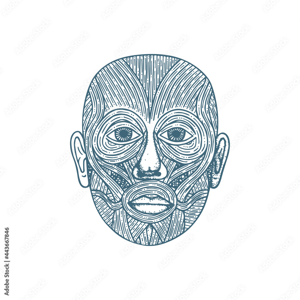 Head muscular system anatomy hand drawn vector illustration. Human face ...