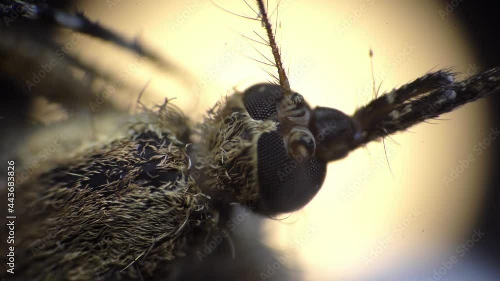 Mosquito with a long nose and body covered by little hair is filmed ...