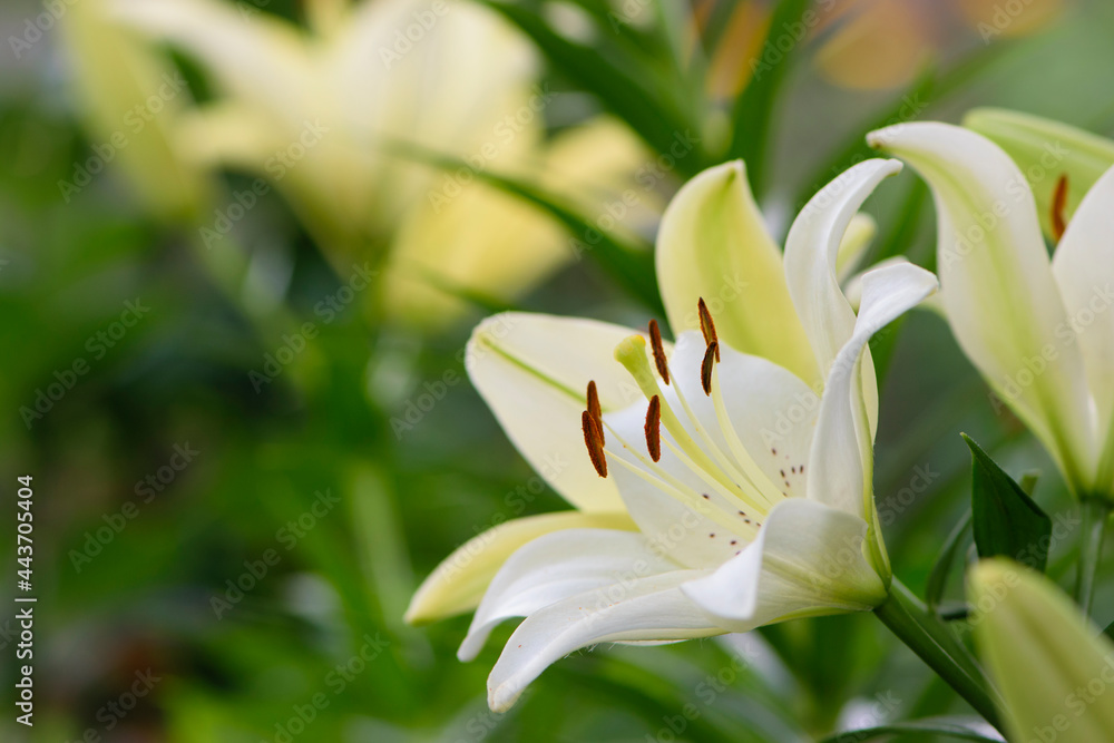 Lilium. white lily field. beautiful lily flower, close-up. delicate ...