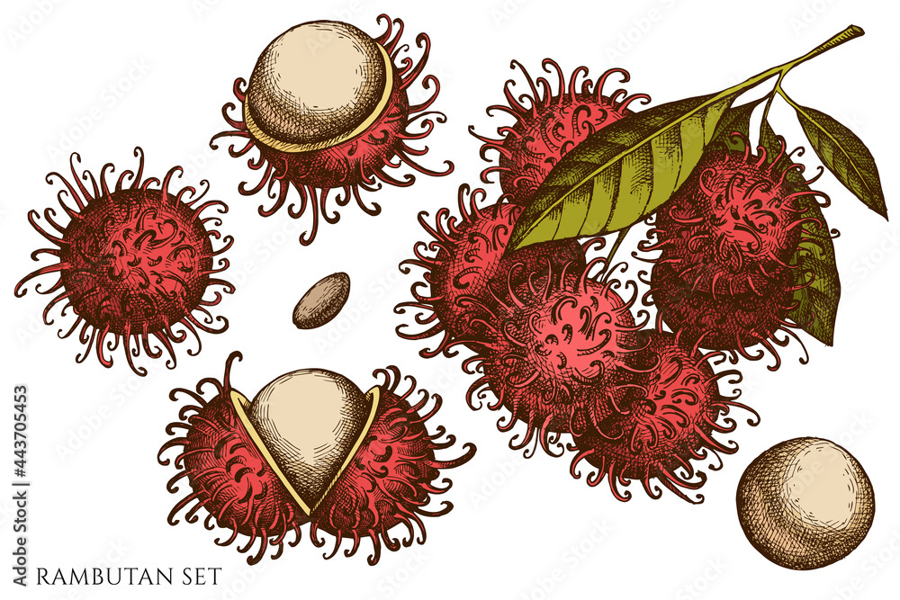 Vector set of hand drawn colored rambutan Stock Vector | Adobe Stock