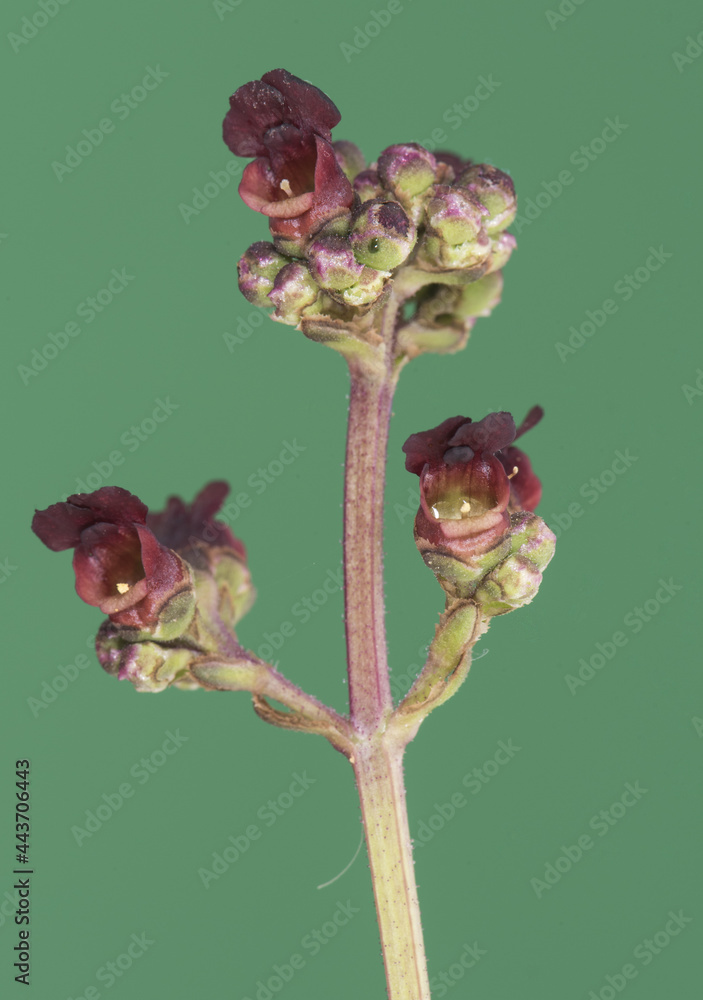 Scrophularia species figworts medium-sized plant with small reddish ...