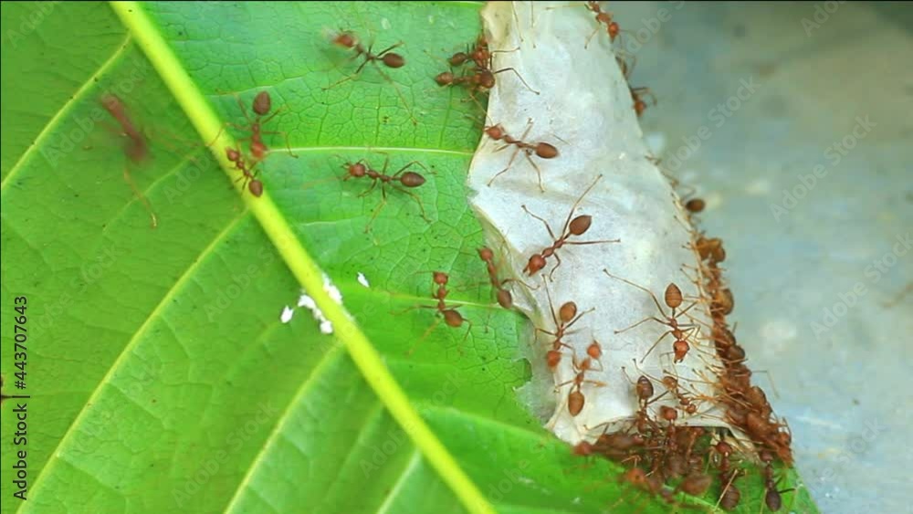 Macro video of red fire ants colony carrying food together, extreme ...
