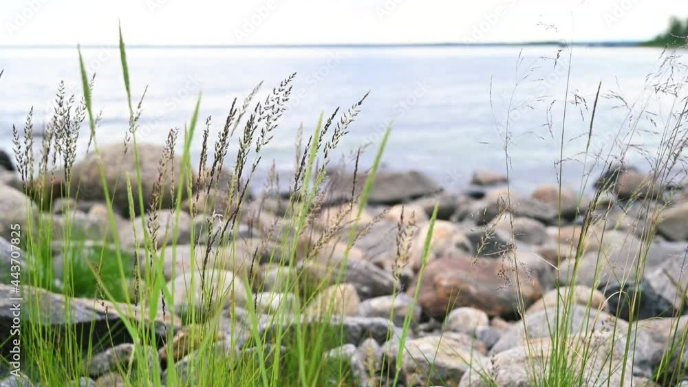 Natural meadow grass slowly swayed by wind blow by the seaside. The ...