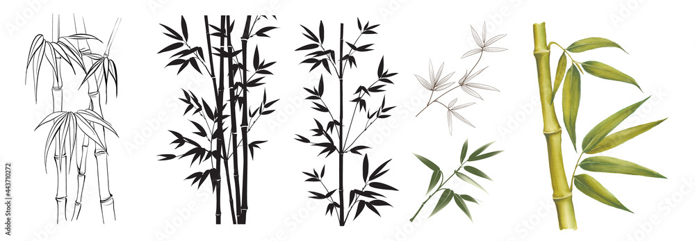 Set of differents bamboo branches on white background. Watercolor, line ...