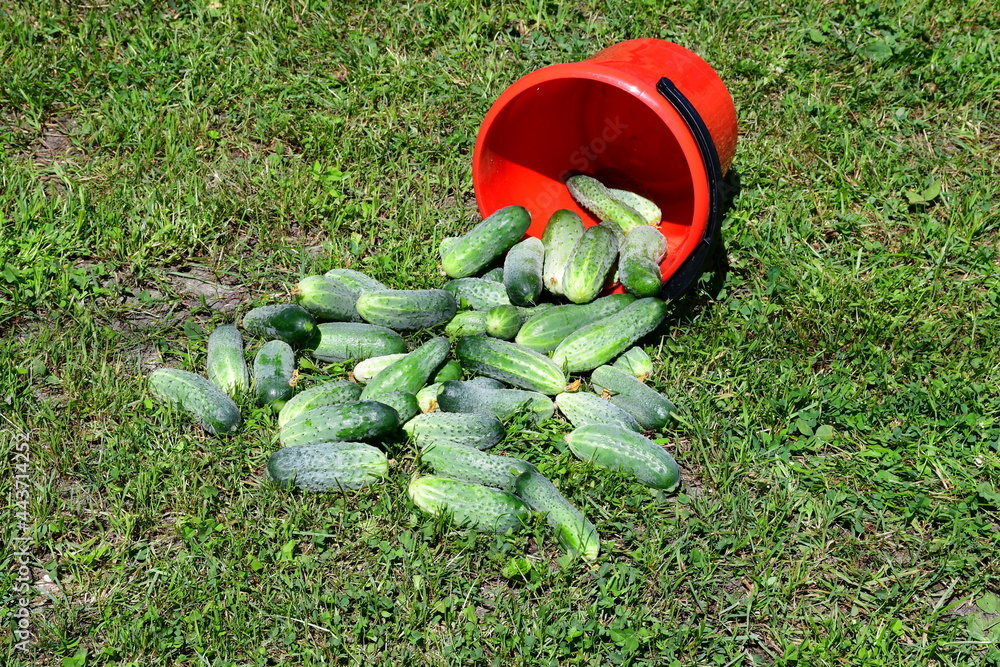 Fresh cucumbers of various varieties spilled out of a red plastic ...