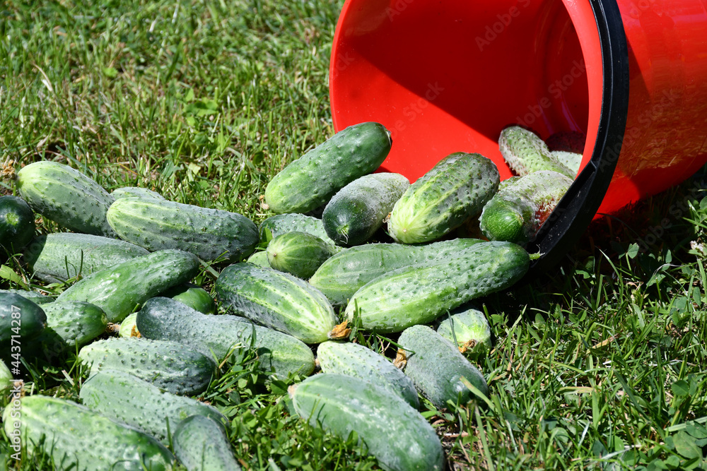 Fresh cucumbers of various varieties spilled out of a red plastic ...