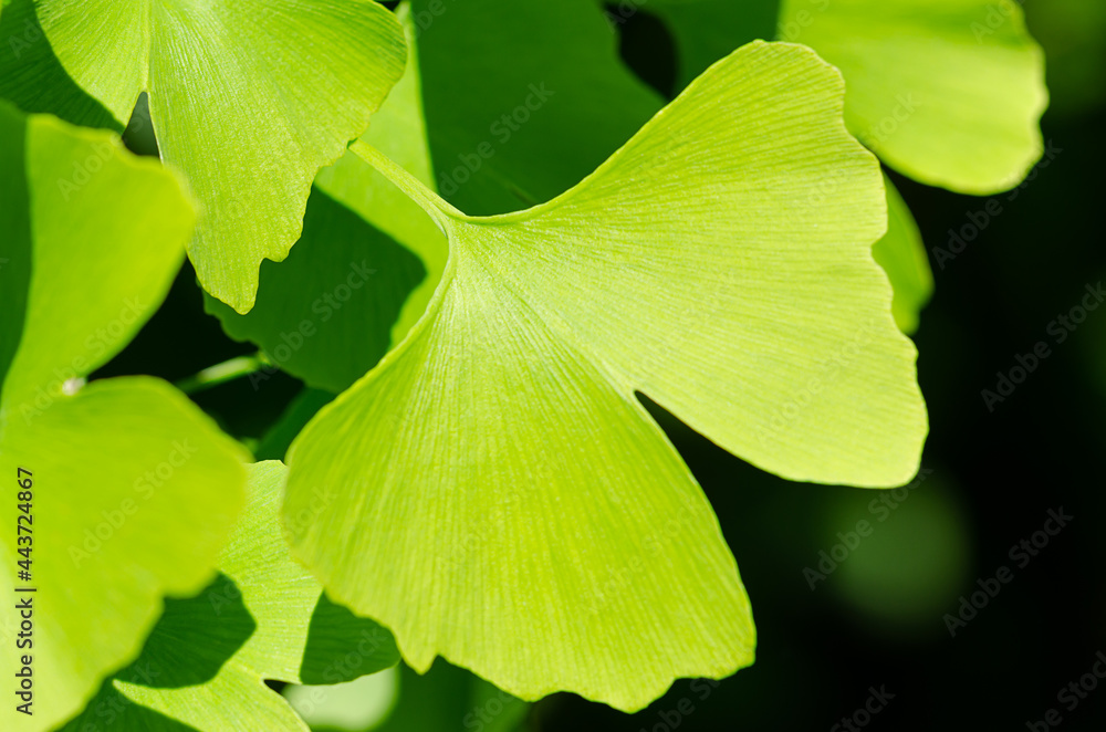 Green ginkgo leaf. Ginkgo biloba, also gingko or maidenhair tree, the ...