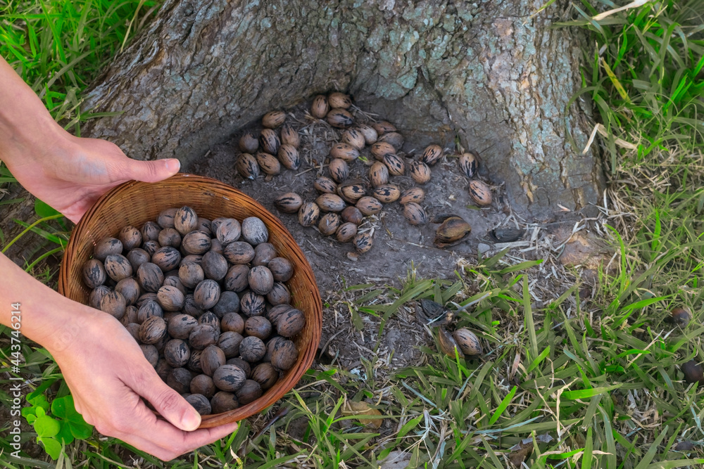 Girl harvesting Pecan nuts which are at the feet of a Pecan tree. With ...