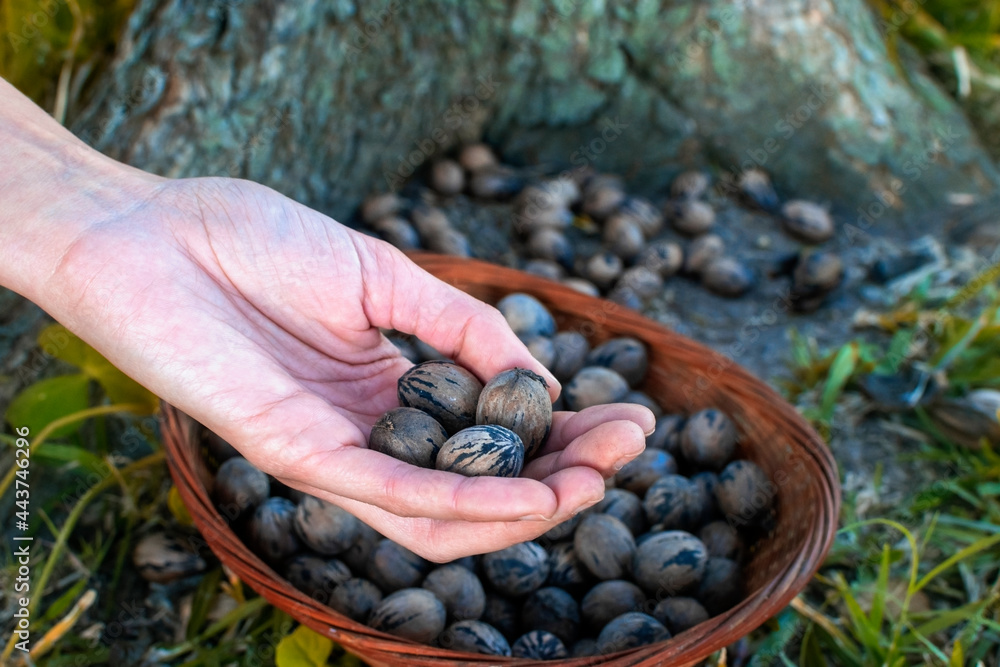 Girl harvesting Pecan nuts which are at the feet of a Pecan tree. She ...
