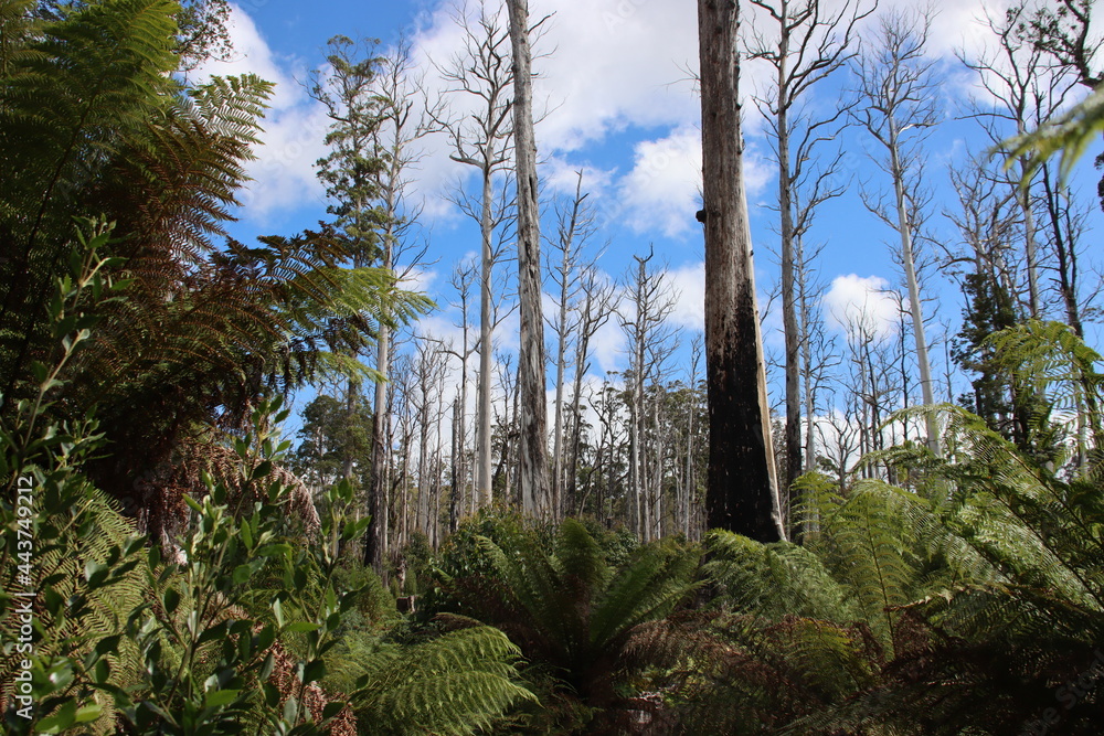 Tree ferns and dead trees in the Milkshake Hills area of the Tarkine ...
