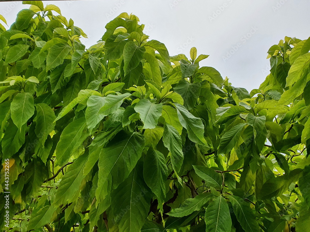 Pisonia, auspicious tree with light yellow-green leaves (Scientific ...