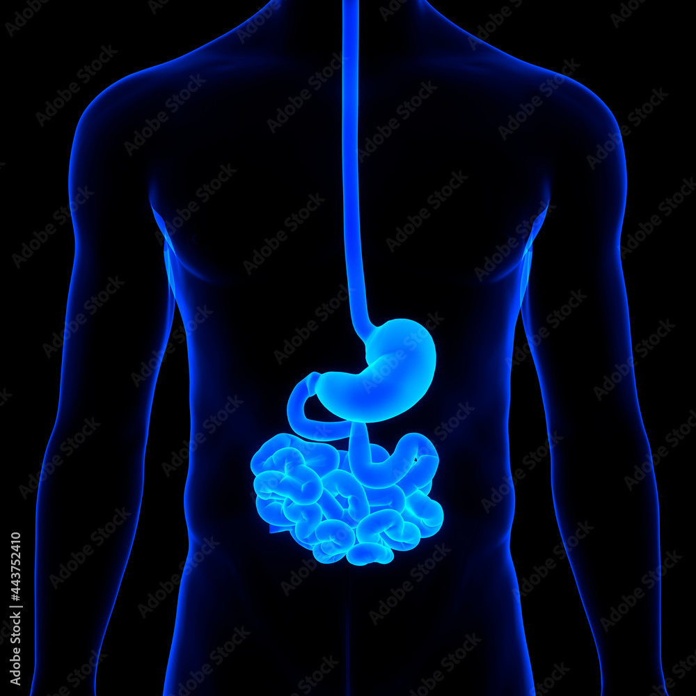 Human Digestive System Stomach with Small Intestine Anatomy Stock ...