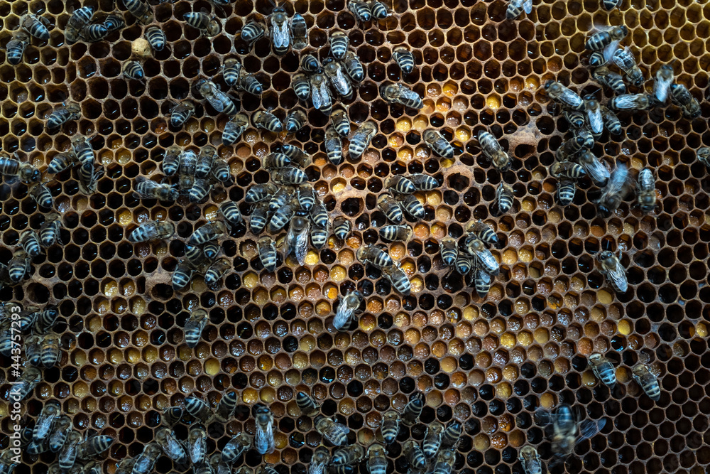 Breeding of bees, raising of queen bees. Honey production. Stock Photo ...