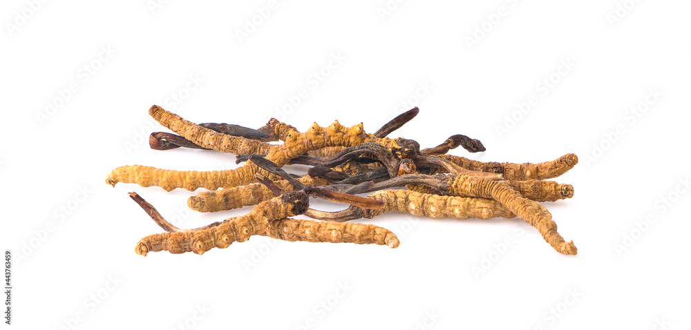 Ophiocordyceps Sinensis Chong Cao Dong Chong Xia Cao Or Mushroom