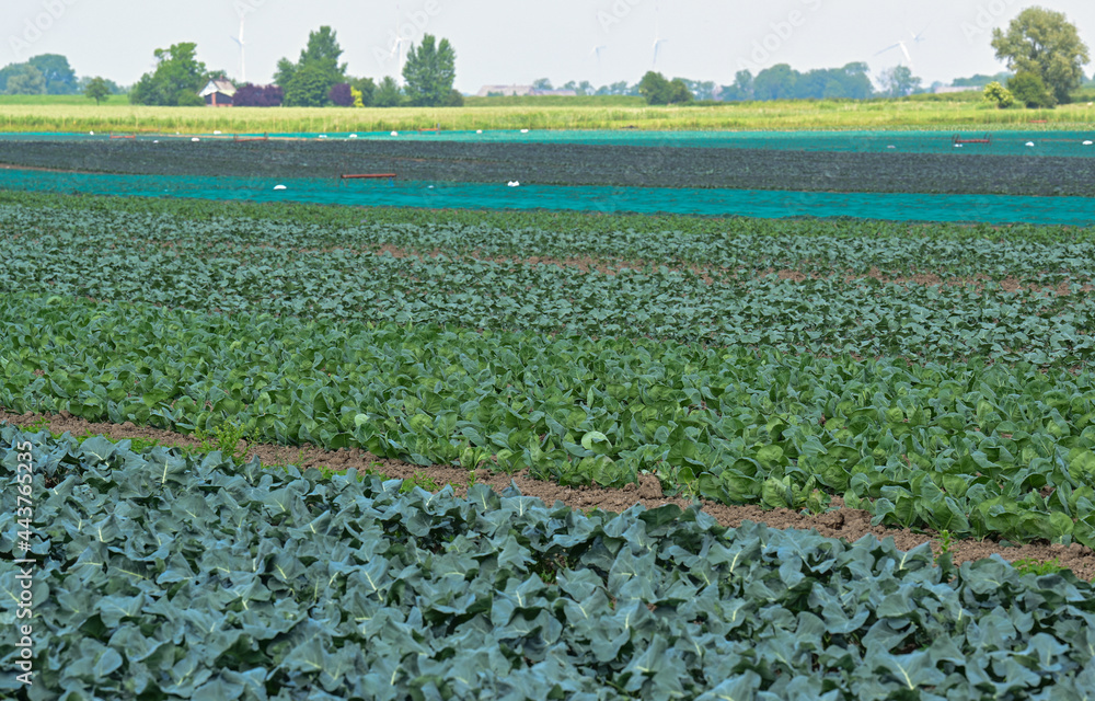 Kohlfelder mit Rotkohl, Weißkohl und Blumenkohl Pflanzen Stock Photo ...