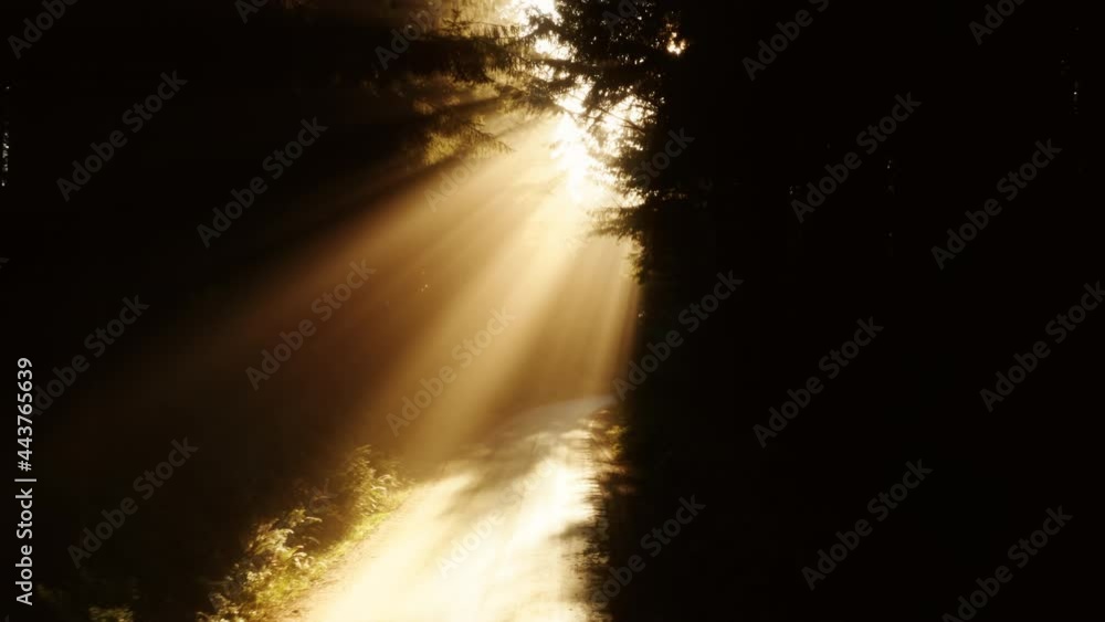 Mysterious golden sun rays shining through magic pine tree woods with ...