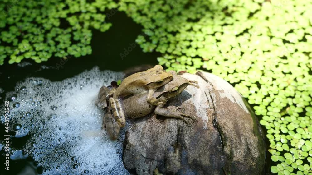 Common tree frog breeding by the male is hugged on the female back, Two ...