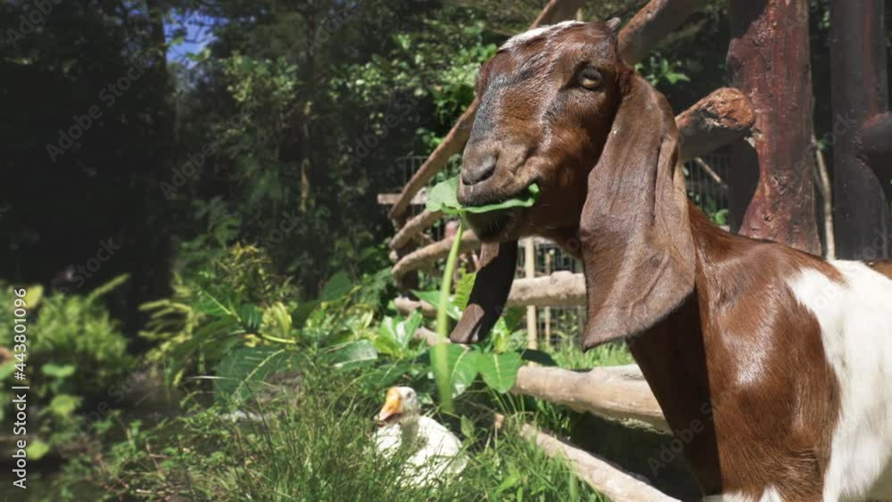 Vidéo Stock A slow motion footage of a cute billy goat behind wooden ...