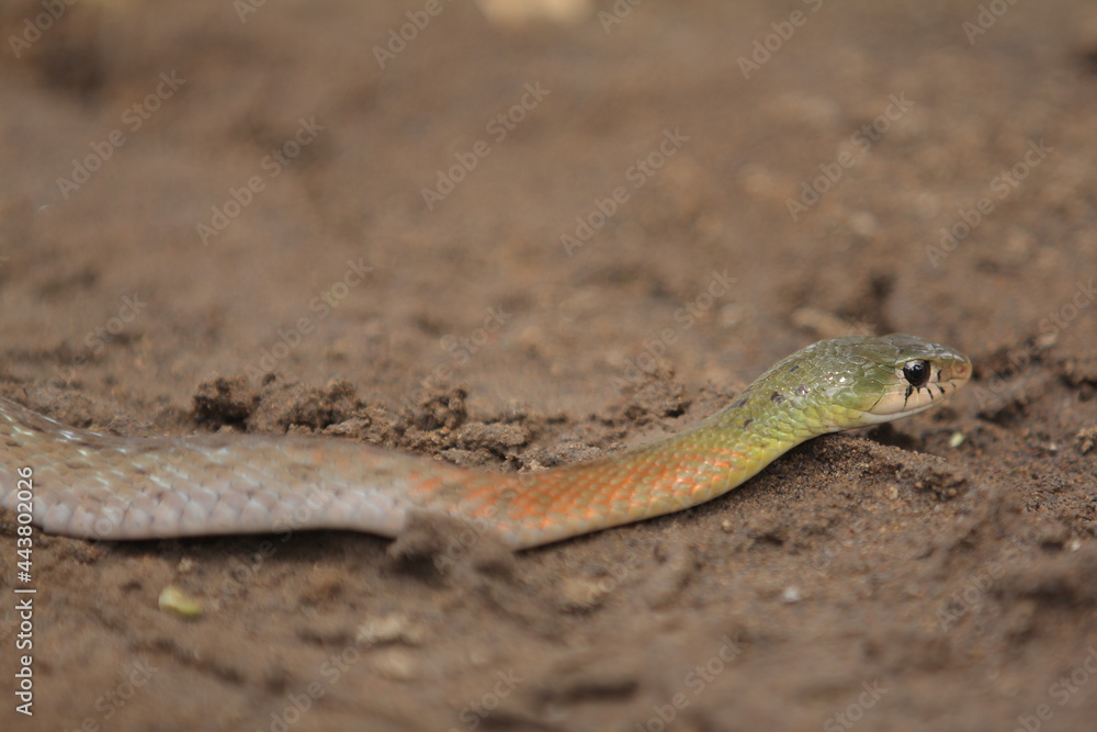 red-necked keelback snake, is a species of venomous snake endemic to ...