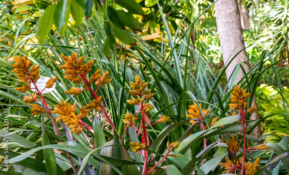 Aechmea sp pertenece a la familia Bromeliaceae Stock Photo | Adobe Stock