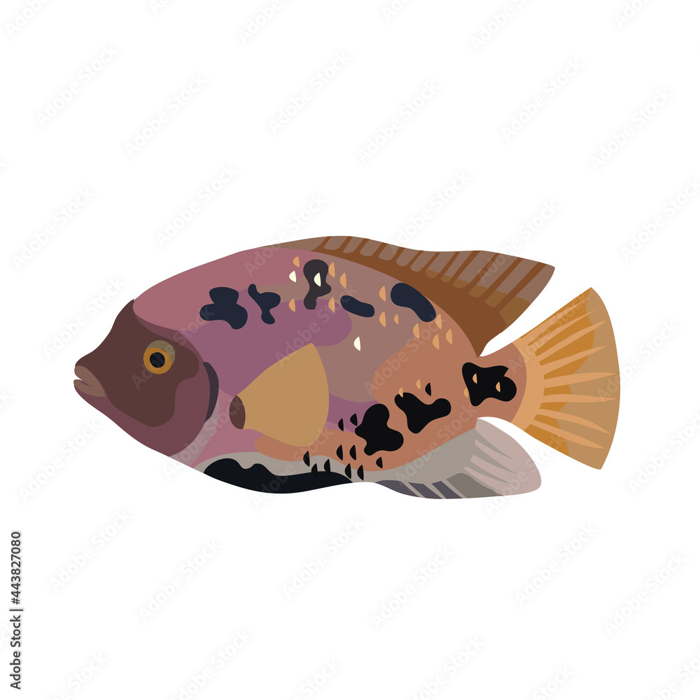 Cartoon illustrations of cichlid fish isolated on white background ...