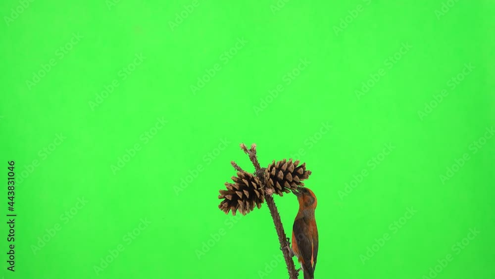 female yellow crossbill pecks the seeds of the cone, male red crossbill ...