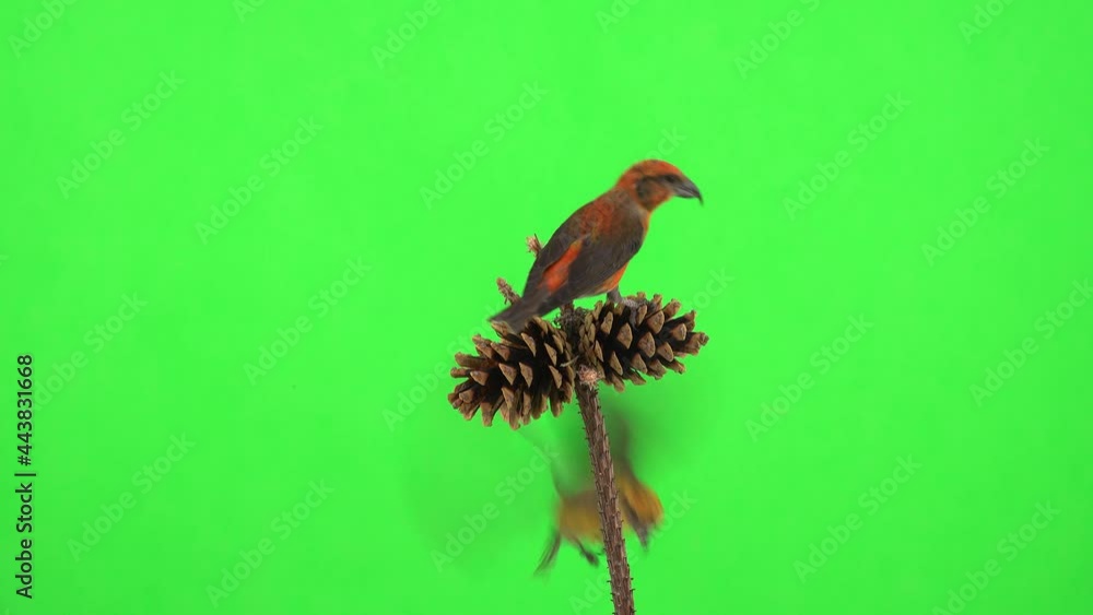 male red crossbill sits on a pine cone and eats and pecks seeds, female ...