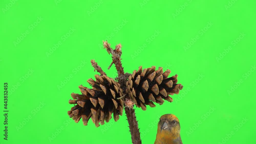 female yellow crossbill take the seed out of the cone and eat on green ...