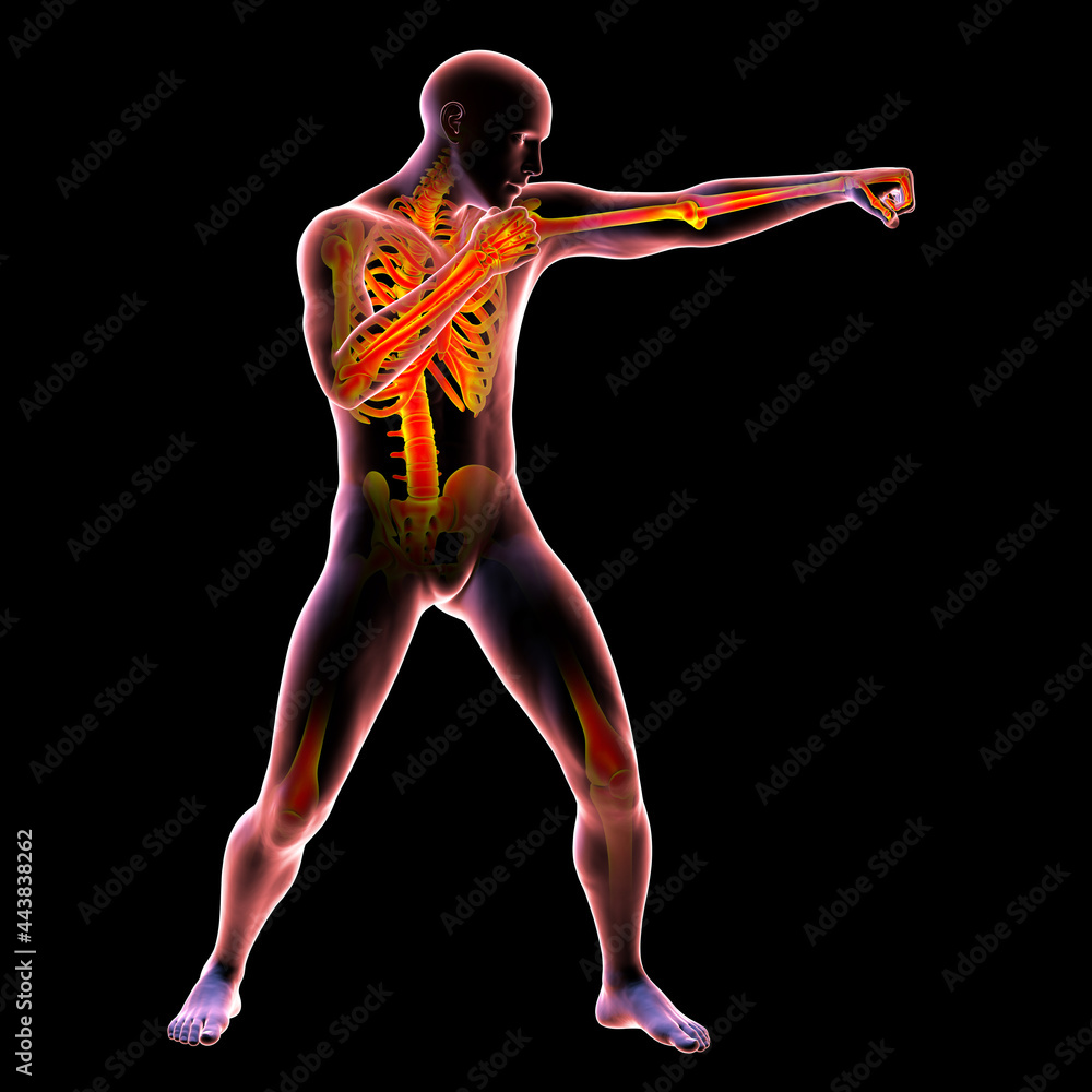 Anatomy of boxing sport, 3D illustration Stock Illustration | Adobe Stock