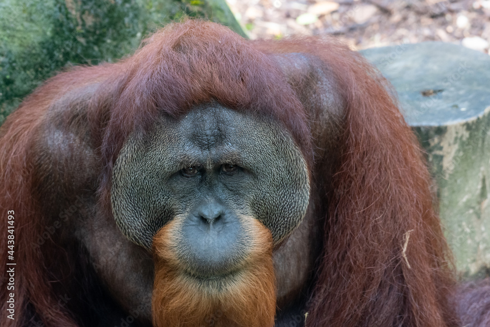 The face of Orangutan. Orangutans are great apes native to the ...
