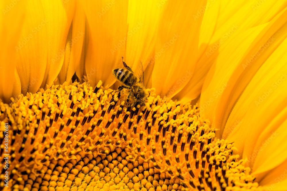 sunflower during pollination Stock Photo | Adobe Stock
