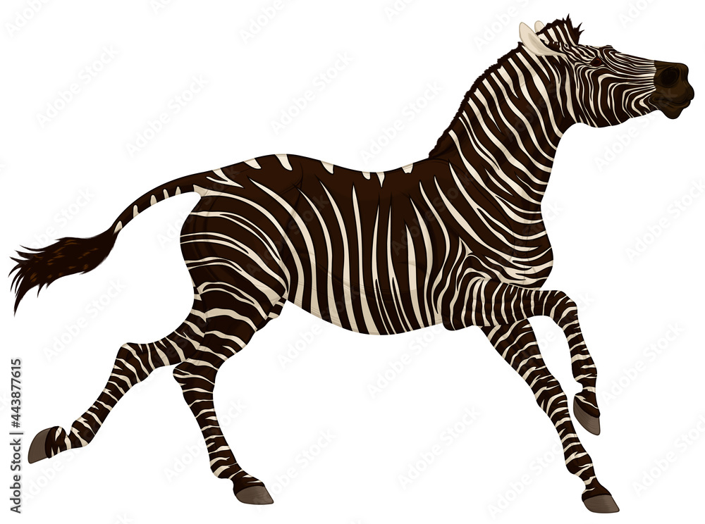 Zebra gallops with its head up. Running striped stallion laid its ears ...