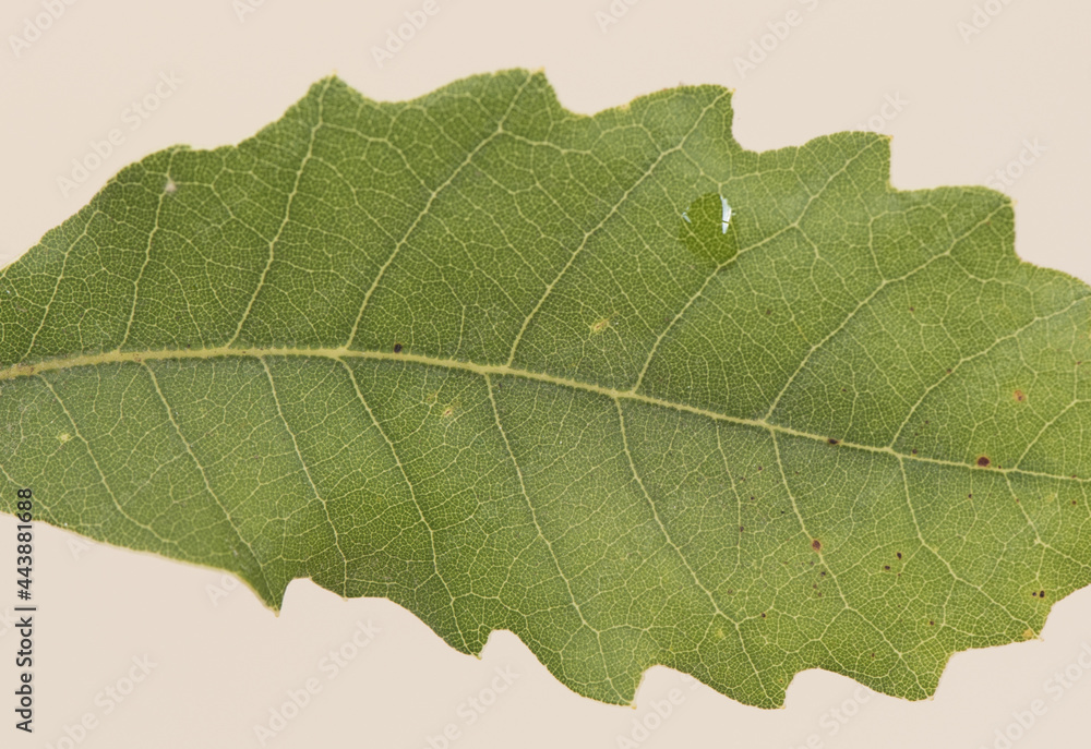 Quercus ilex holm oak young shoot with green leaves and small ...