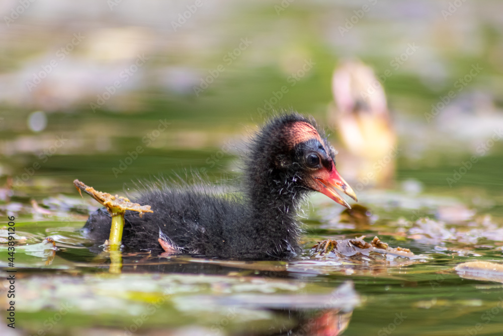 Little moorhen biddy with red beak and blue head with red and orange ...