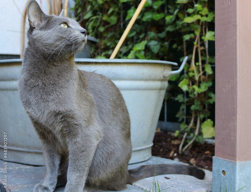 Katze Stock Photo | Adobe Stock