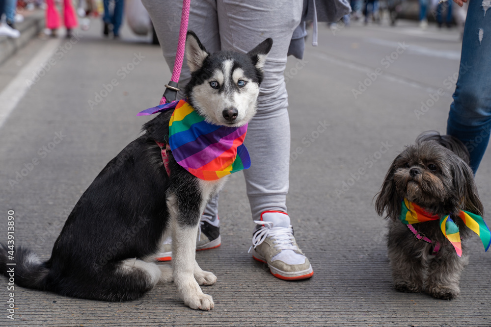2 dogs in the colors of the lgbt community. Bogota, Colombia, Sunday ...