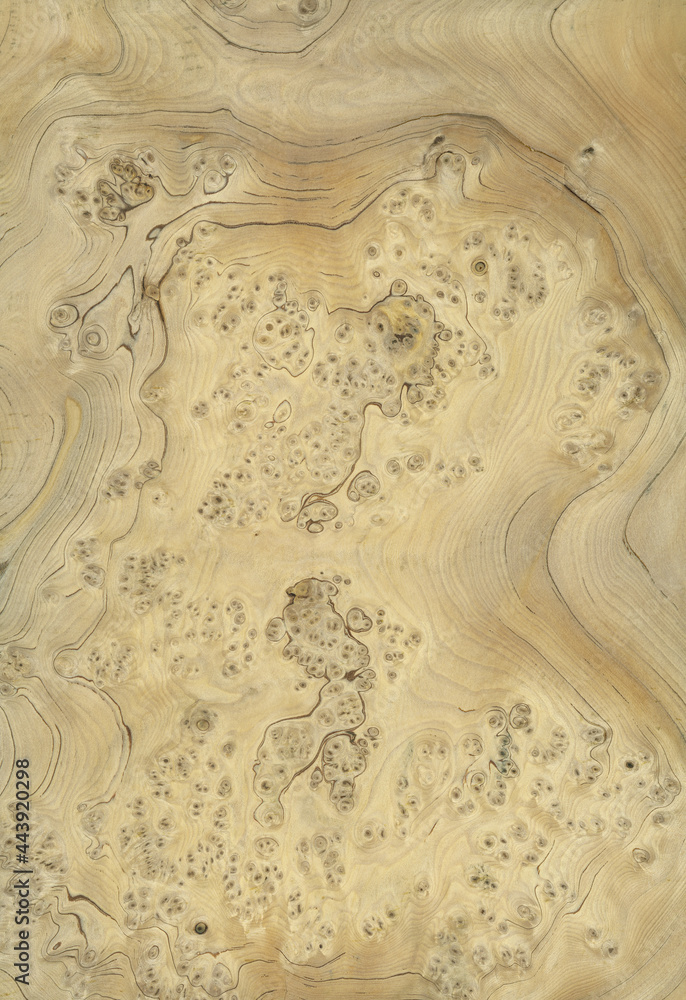 wood cross section Wood grain texture background Stock Photo | Adobe Stock