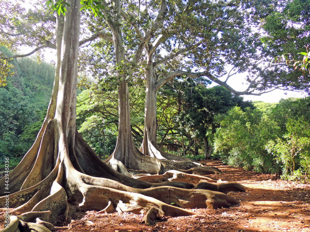 the towering roots of the moreton bay fig banyan trees from jurassic ...