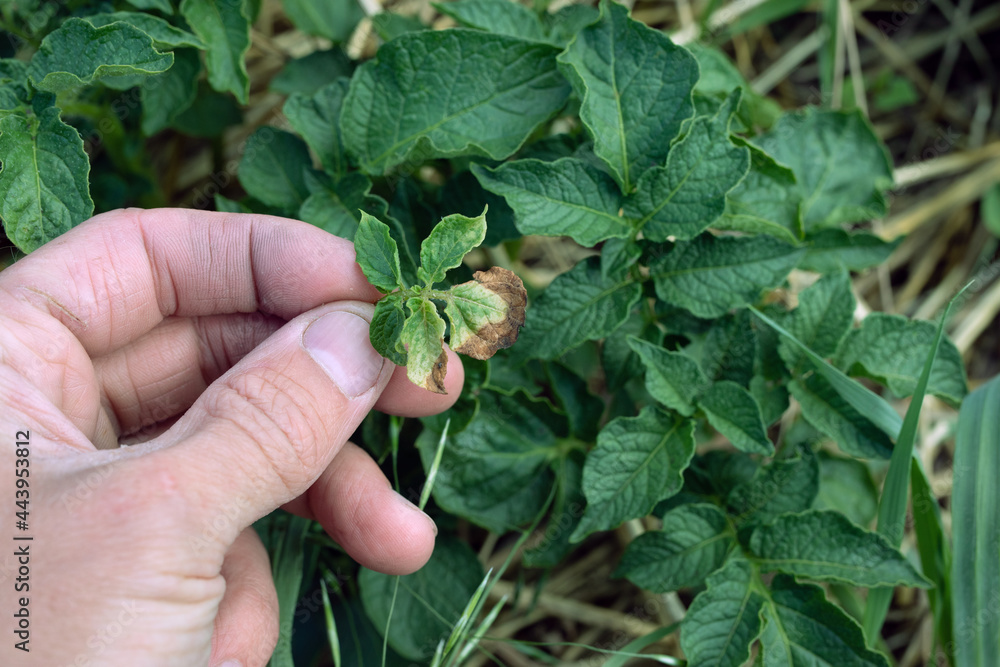 Foto de Potato bush with brown and yellow spots on foliage, fungal ...