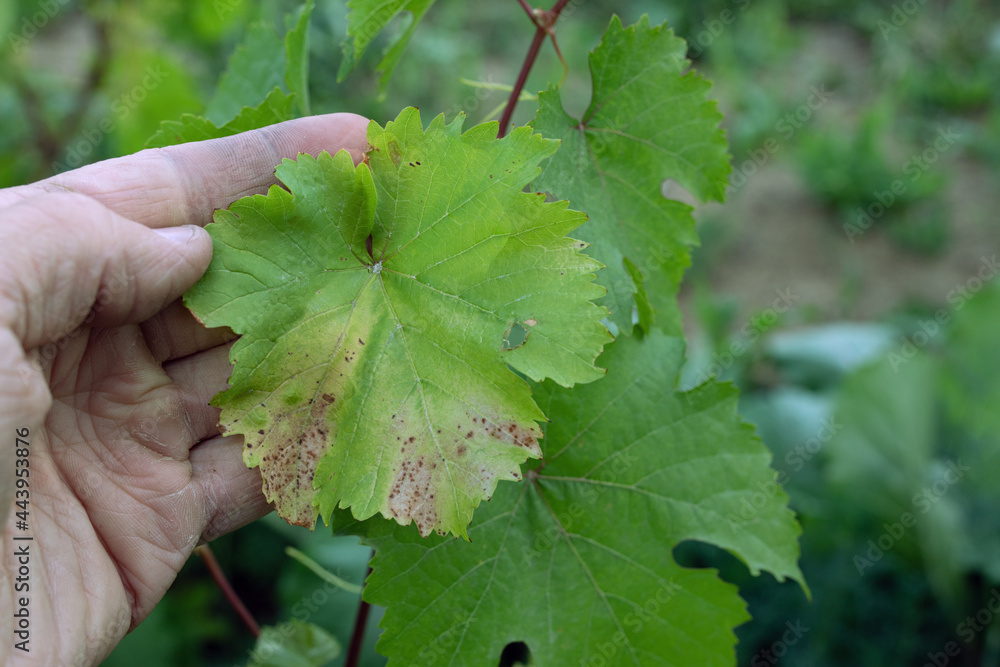 Man hand hold light yellow spots on leaves of grapes, plant affected by ...