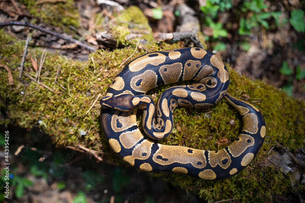 Graceful royal python on moss top view. Beautiful curves of the ...